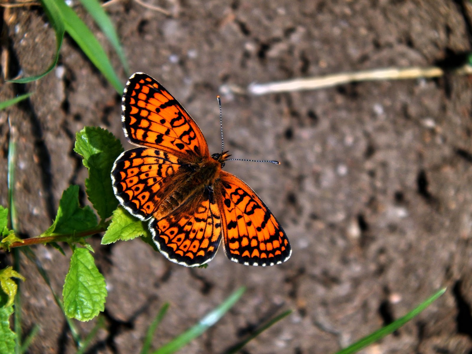 anta | Photography: Leptiri Srbije