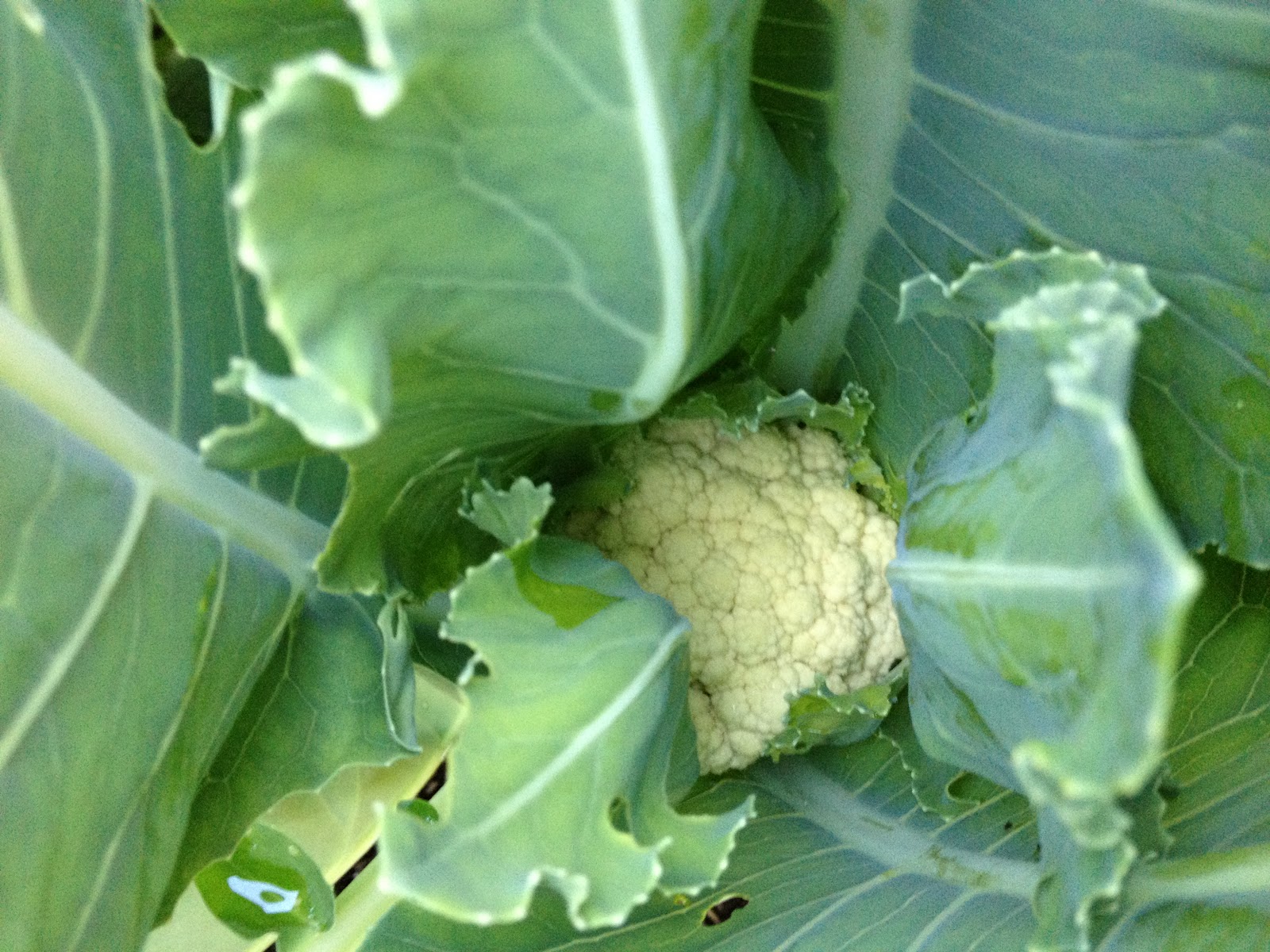 Growing Steady: Around the Veggie Patch