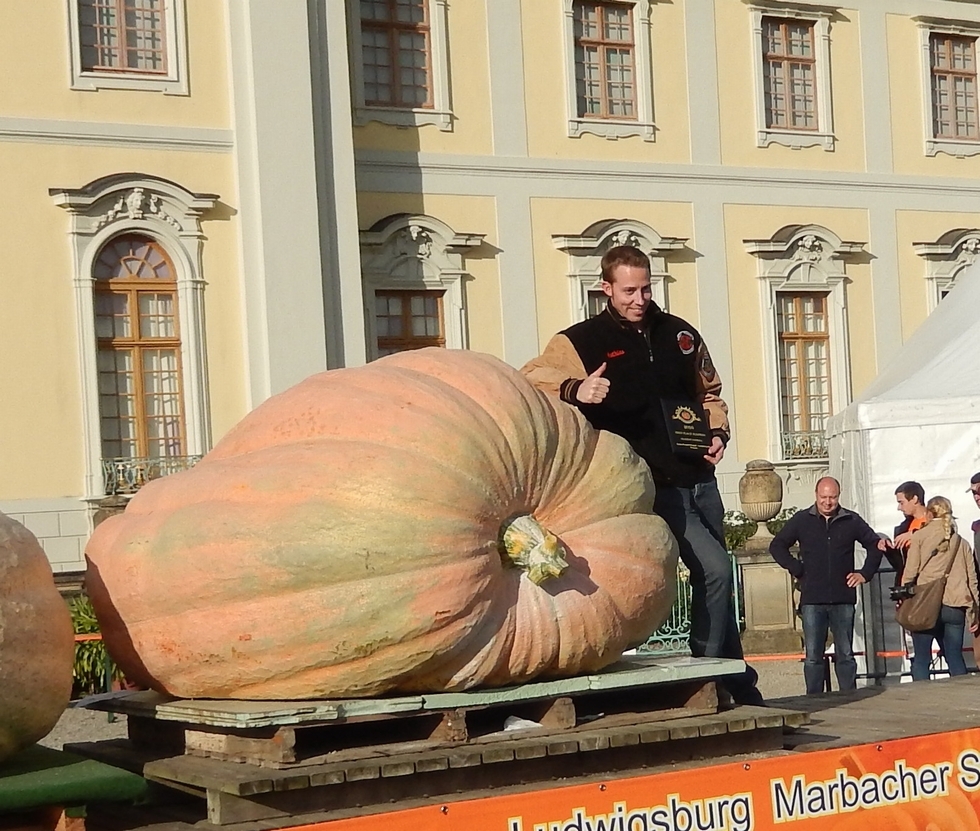 Giant Pumpkin Growing Tips From The Pumpkin Man New World Pumpkin Giant Pumpkin Weighs 2 623 Pounds giant-pumpkin-growing-tips-from-the-pumpkin-man-new-world-pumpkin-giant-pumpkin-weighs-2-623-pounds