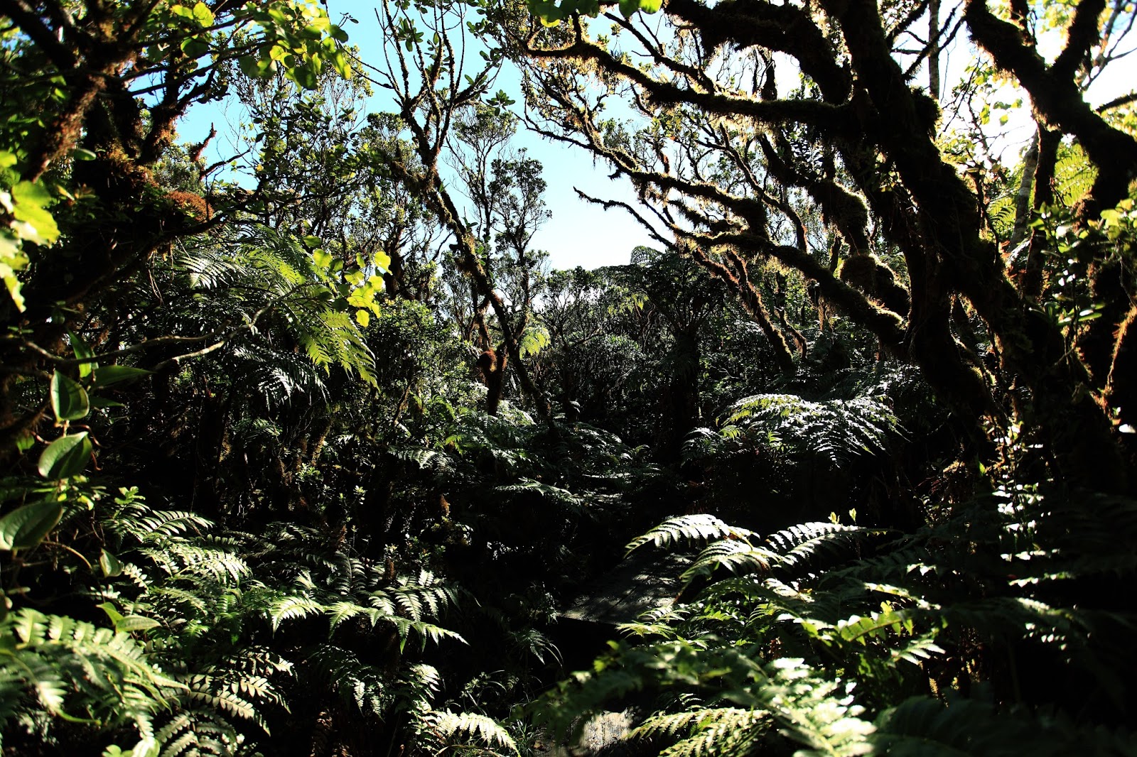 ALAKAI SWAMP TRAIL CLOUD FOREST - ADAM HAYDOCK