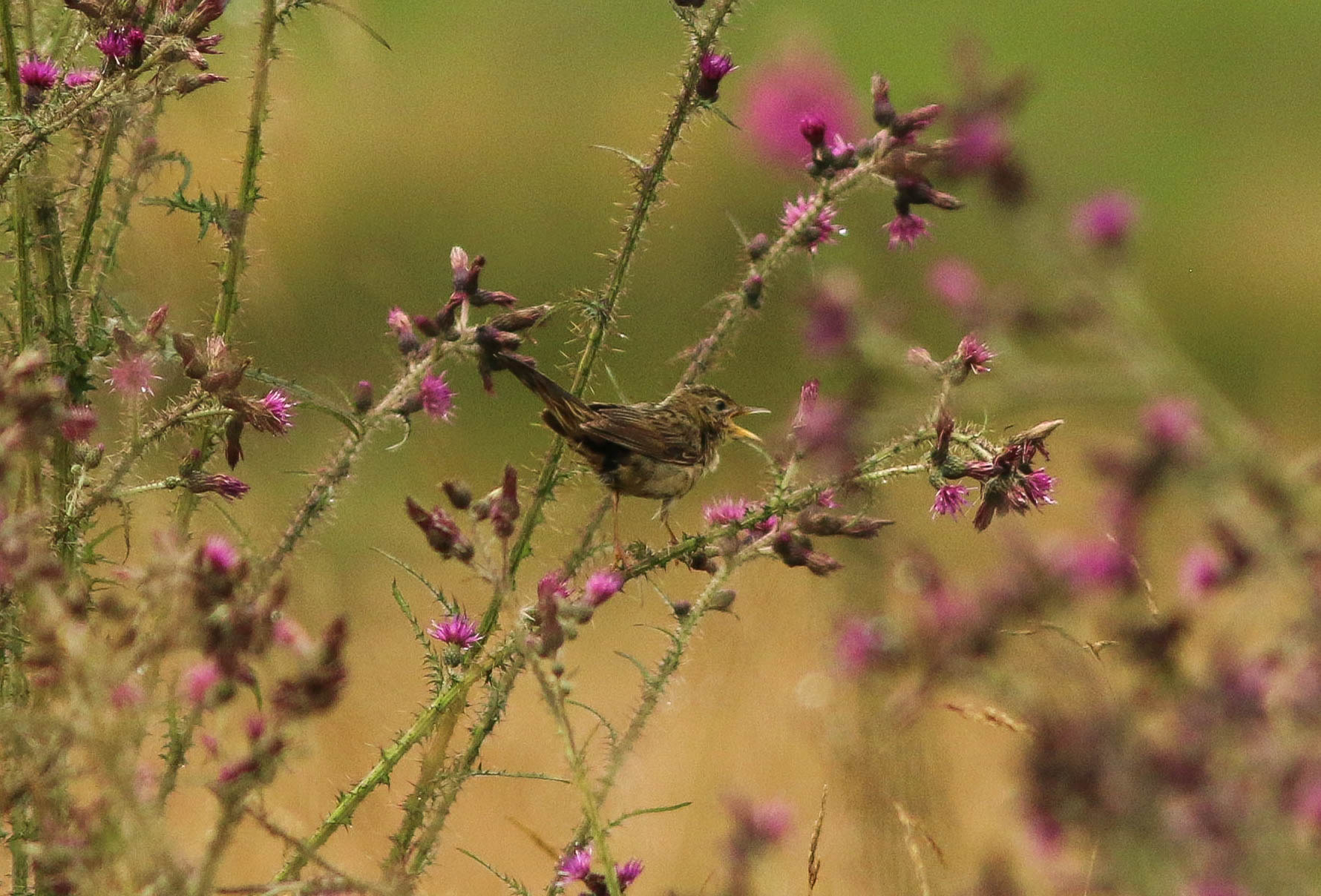 Borderlands Birding... and beyond: 2021