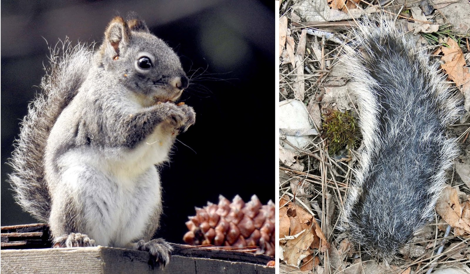 North Yuba Naturalist: Some of the Local Mammals