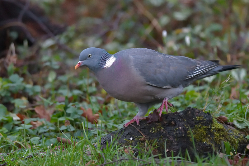 Filecolumbidae Duif Ajpg Wikimedia Commons
