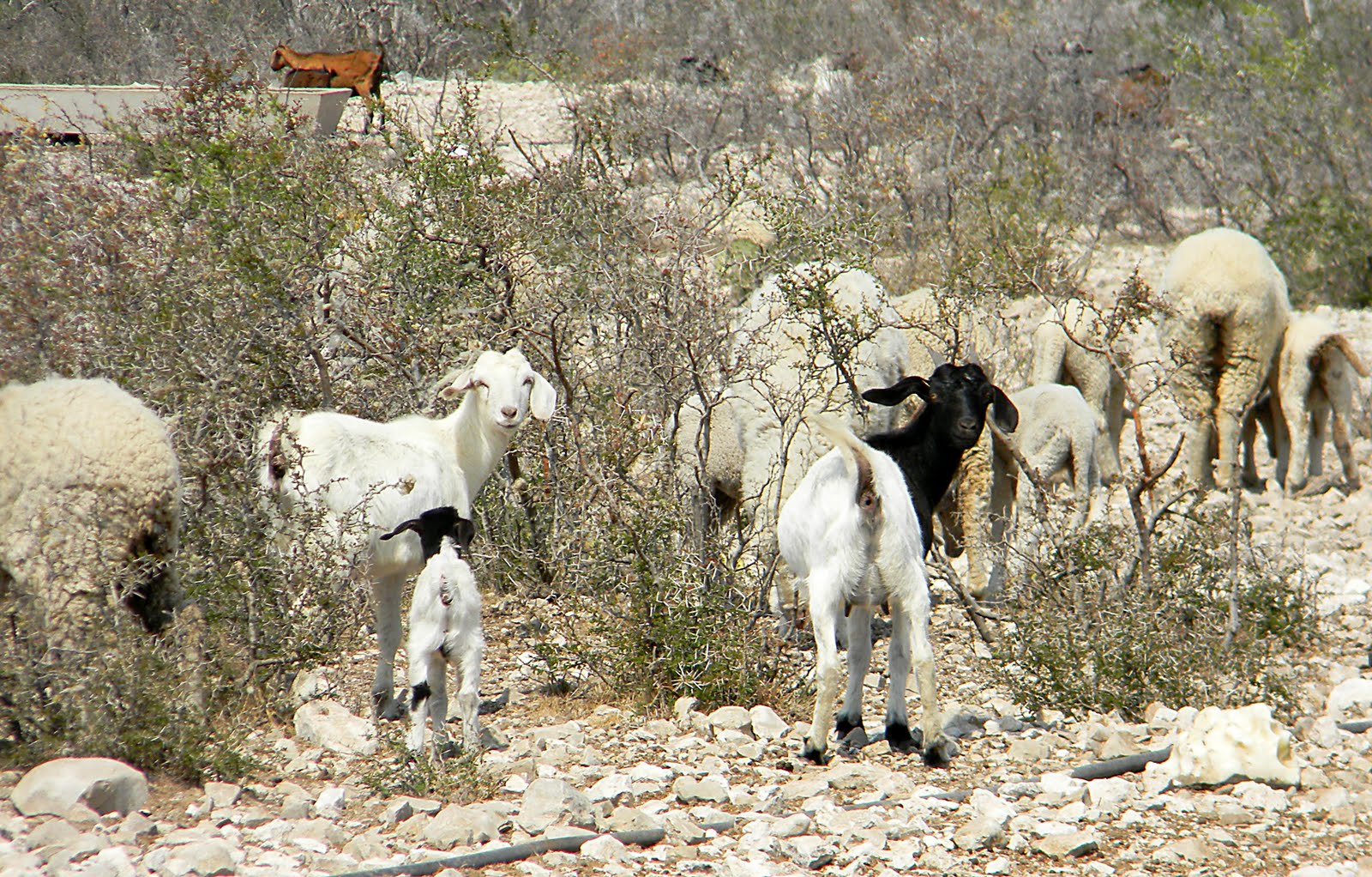 NICKEL & DIME RANCH: San Antonio and Del Rio, Texas