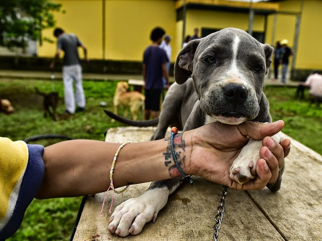 Inician terapia canina para presos con perros rescatados en cárceles de ...