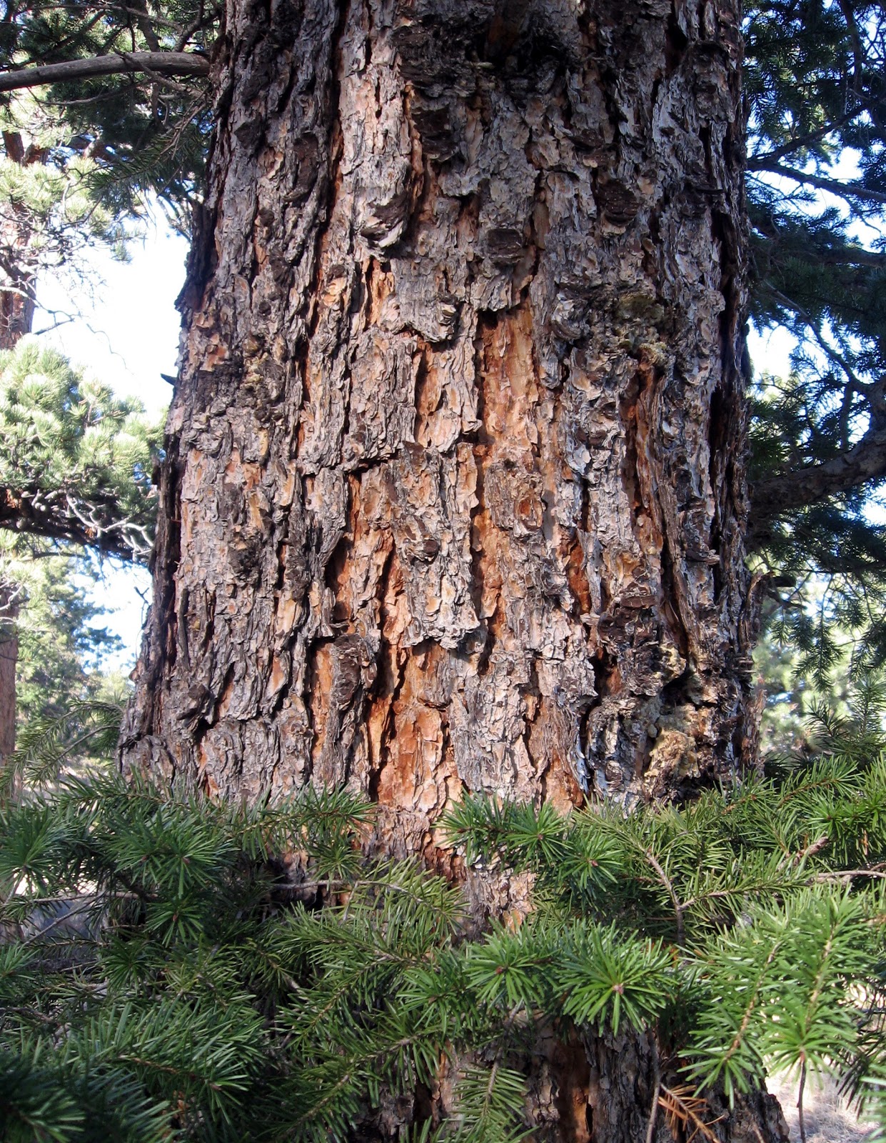 Rocky Mountain Bushcraft: Rocky Mountain Tree Identification: Douglas ...