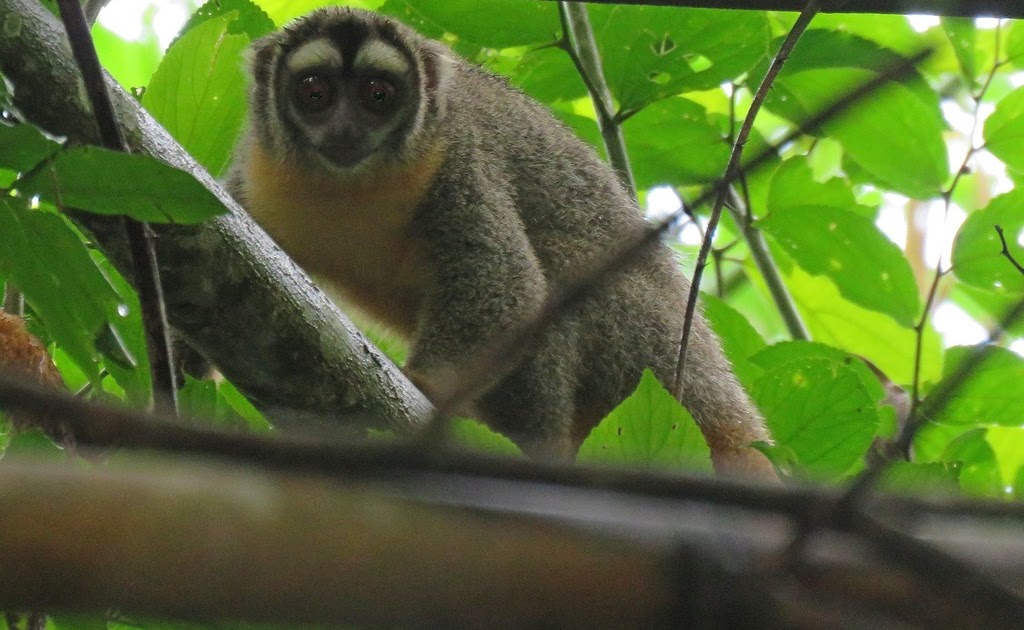 Família Aotidae | Mamíferos do Mundo