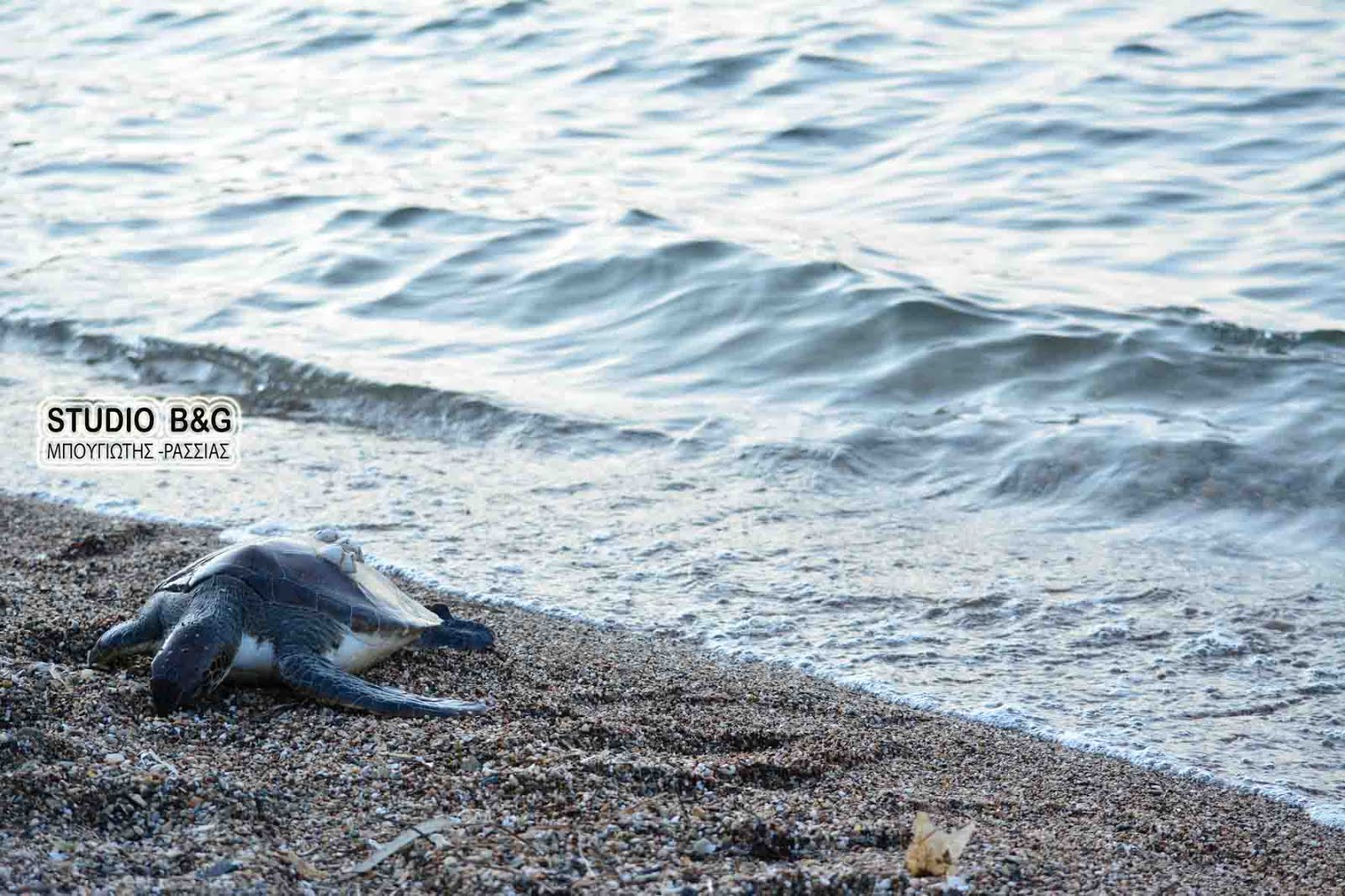 Φωτογραφία: ΝΑΥΠΛΙΟ: ΧΤΥΠΗΜΕΝΗ ΧΕΛΩΝΑ ΚΑΡΕΤΑ ΚΑΡΕΤΑ.