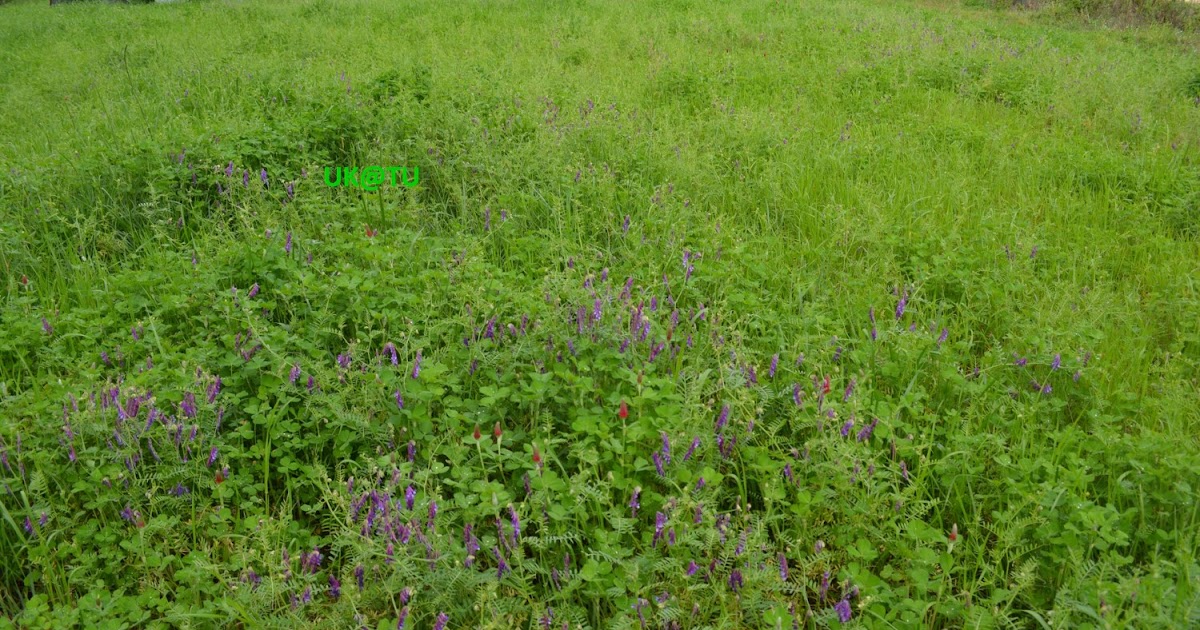 Livestock Communication: Cool-Season Grazing for Small Ruminants