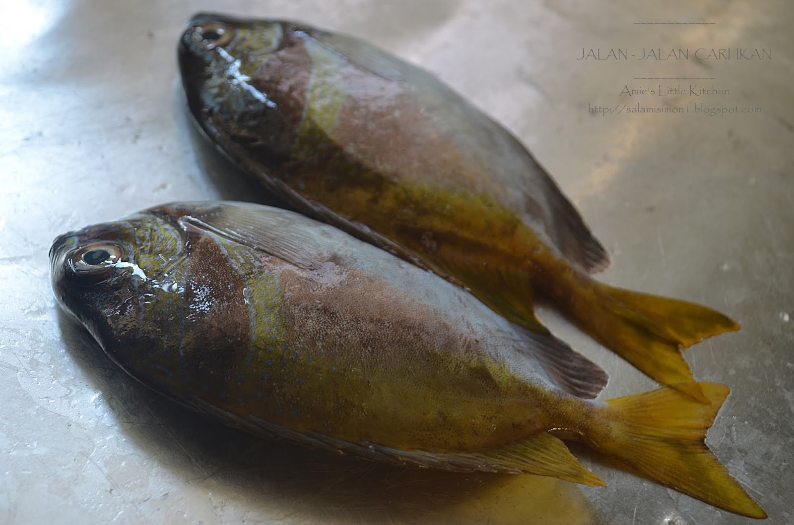 Di Mana Ada Air, Di Situ Ada Ikan. - Amie's Little Kitchen