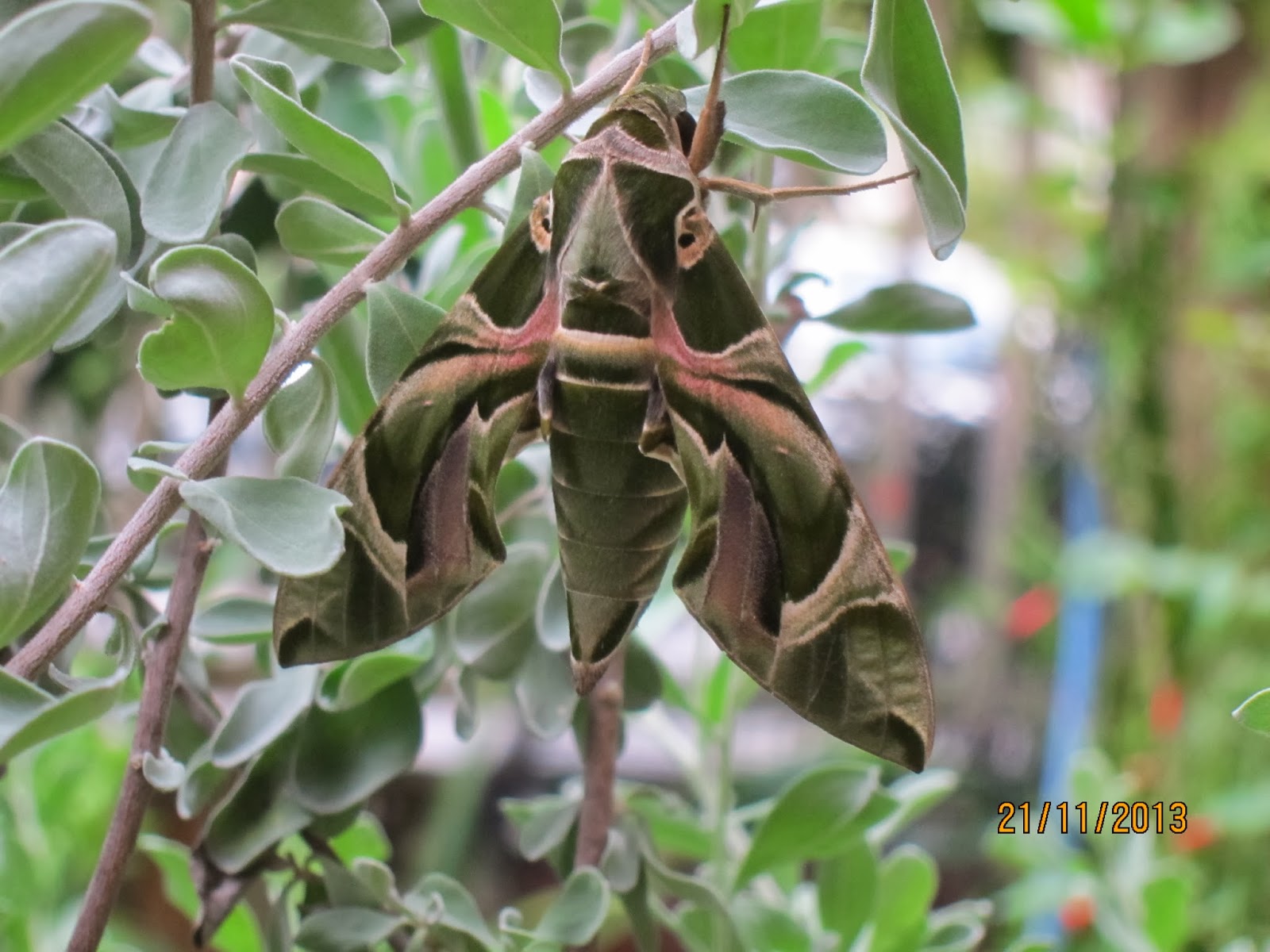 Shades of Grey: Oleander Hawk Moth (Daphnis nerii)