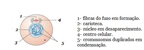 Divisão Celular: Mitose e Meiose