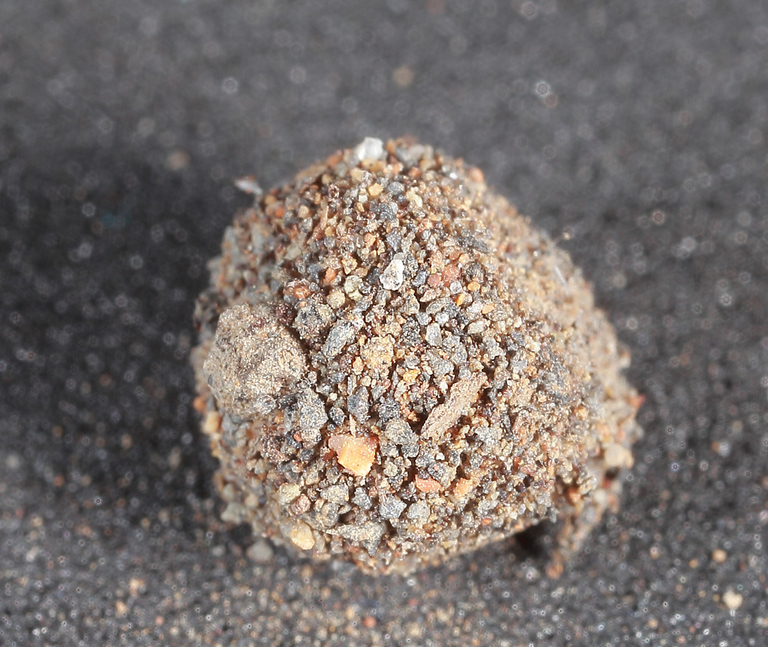 BunyipCo: It's the Pits--For the Ants