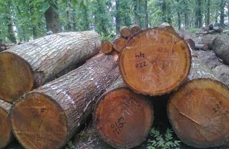 KAYU MAHONI - Meraih Sukses