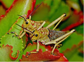 What are LOCUSTS and its LIFE CYCLE ?? How do they ATTACK?