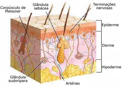 Ciências - 9º Ano: Tato