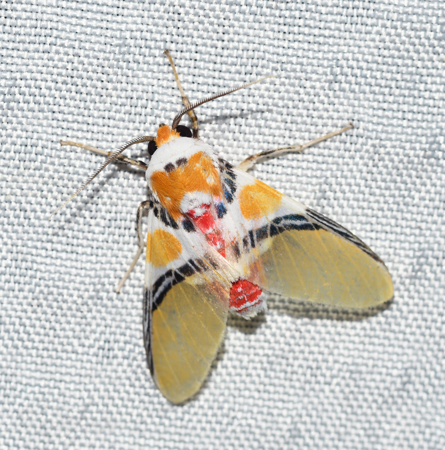 Explorations of an Ecologist: Parque National Manuel Antonio