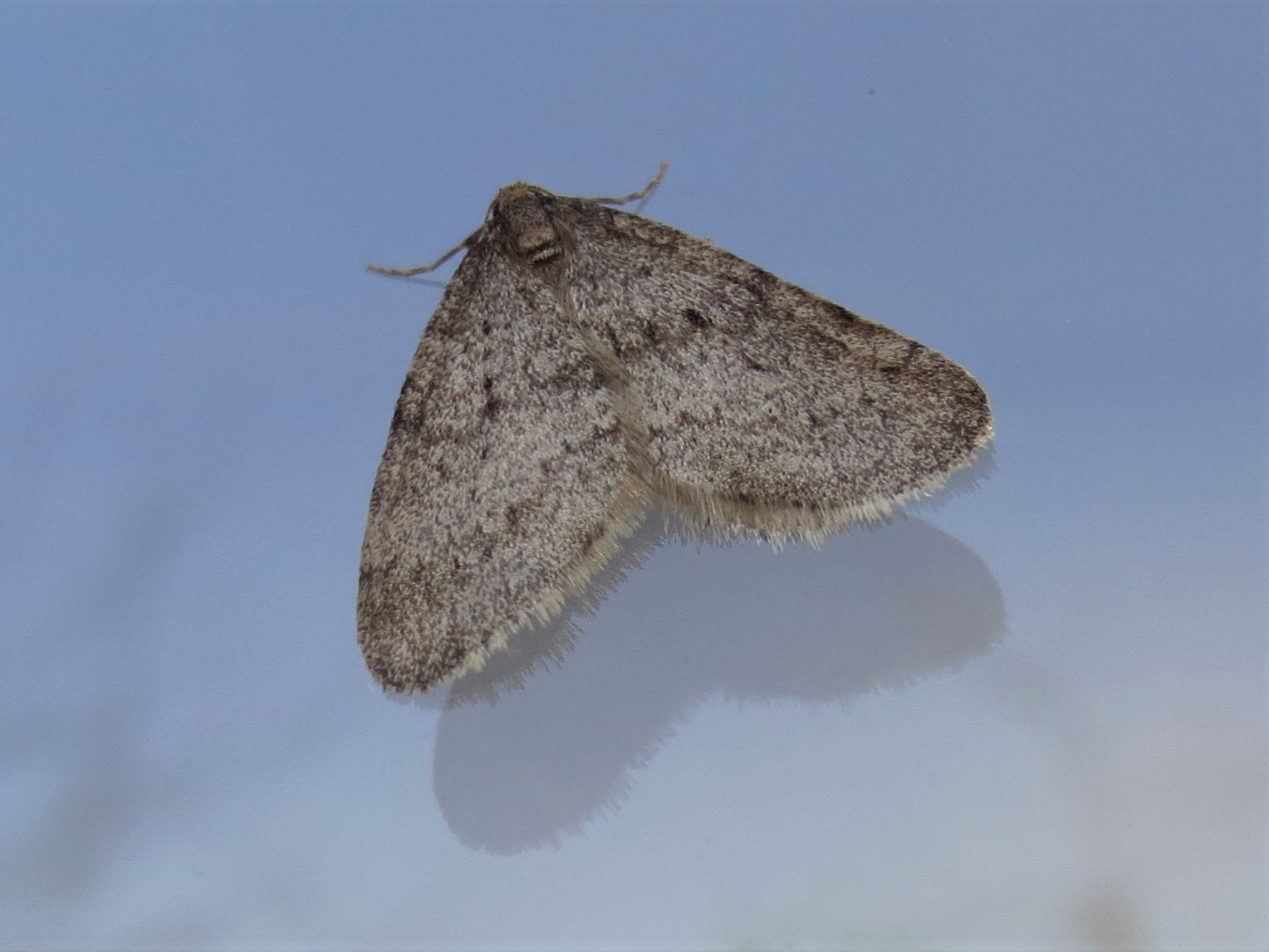 Abington Naturewatch: Winter Moth