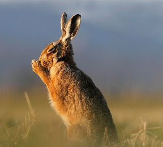 En frasco pequeño.: La liebre bruja. Rafael Andolz.