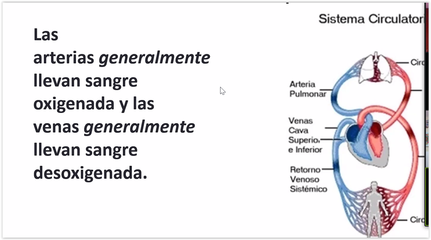 Sistema Circulatorio