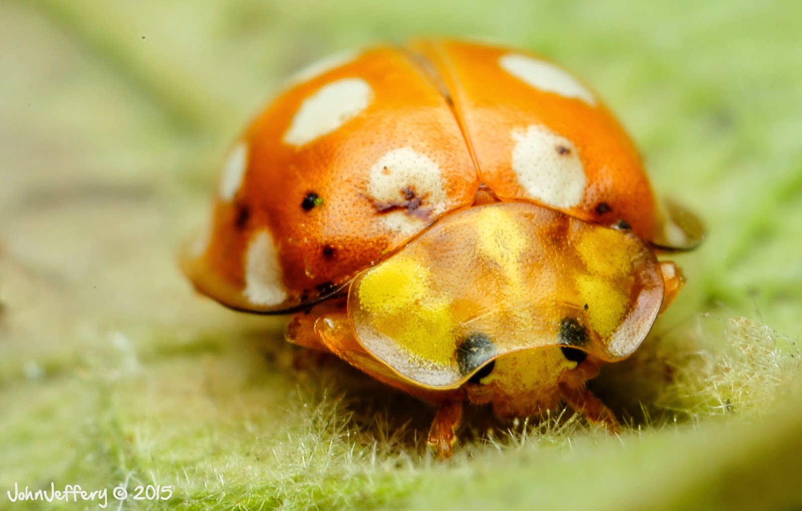 JJ's Photographic nature blog: An Orange ladybird has 12-16 spots ...