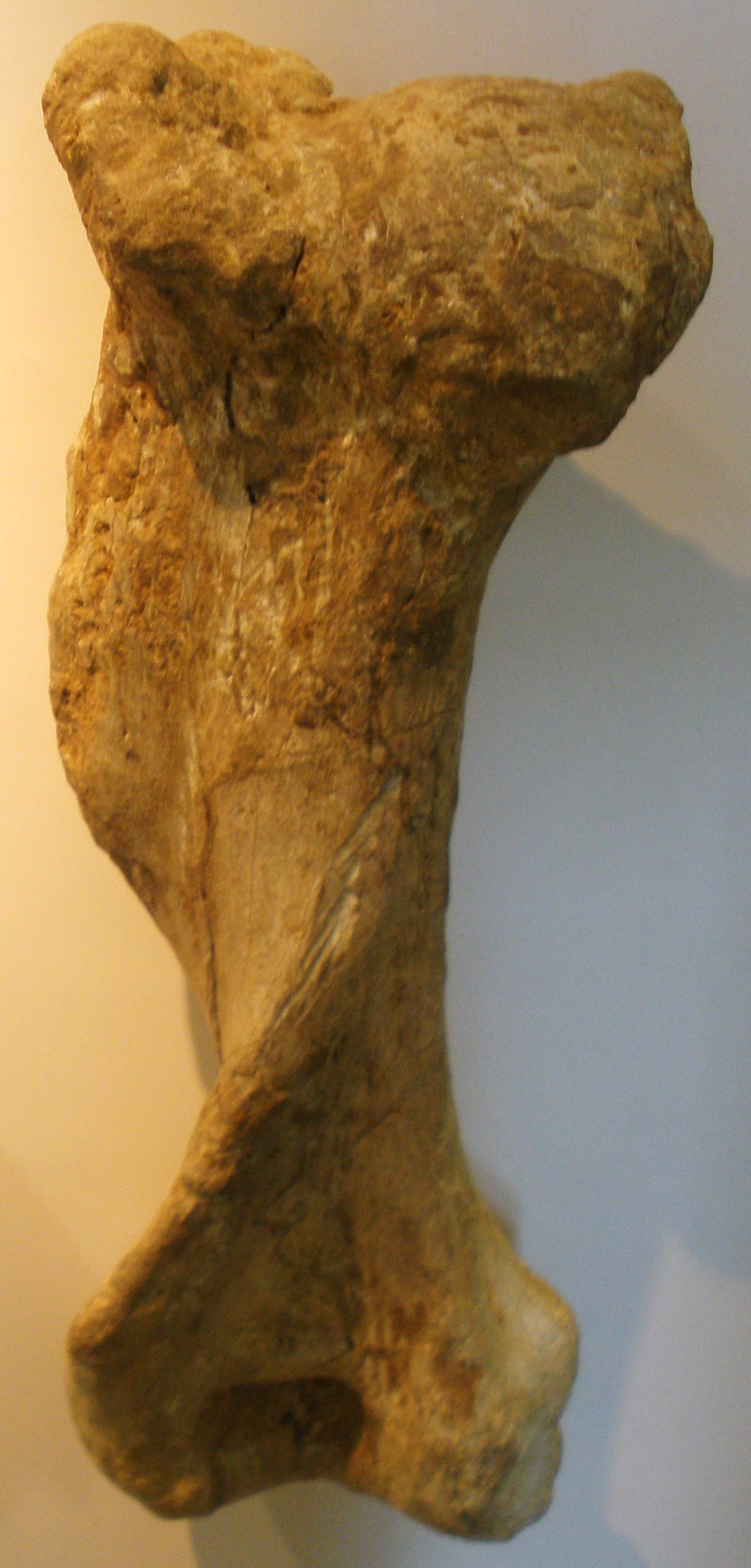 stegodontidae - BilginCin