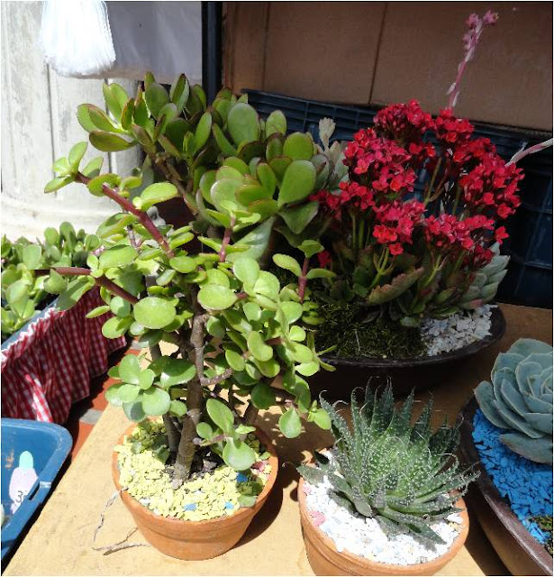 La Doctora De Las Plantas: Plantas crasas en macetas: ideas para ...