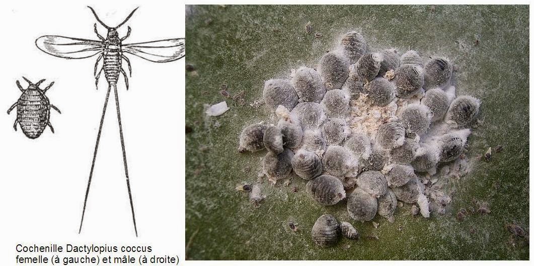 Les feuillets de Fardoise: Le carmin - le rouge kermès - la cochenille