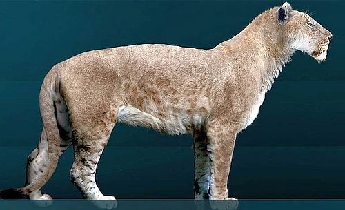 Pelajaran Dari 5 Spesies Singa yang Punah