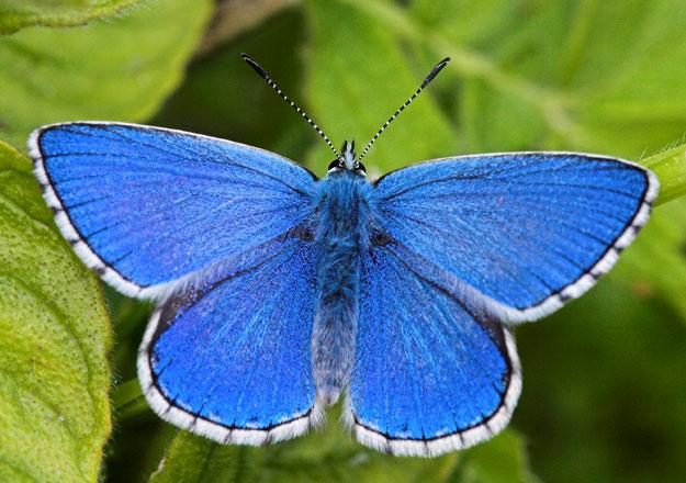 Learning Through Nature The Big Butterfly Count 2021 learning-through-nature-the-big-butterfly-count-2021
