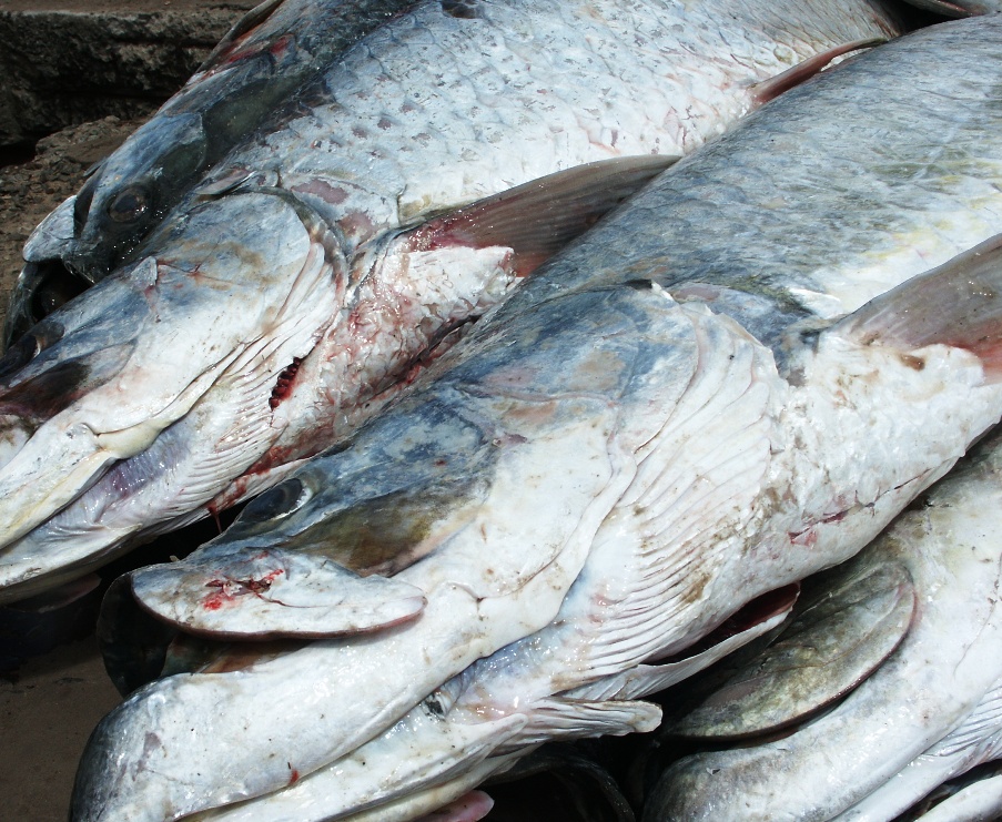 PATRIMÔNIO TRADICIONAL: CURURUPU: uma breve história