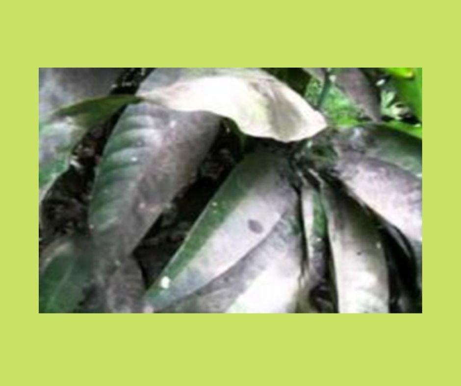 Sooty Mold on Mango Leaves