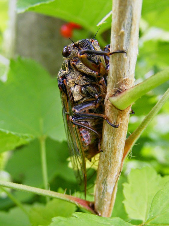 Loire Valley Nature: A Cicada Tibicina haematodes