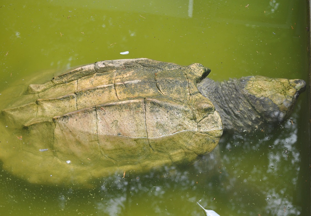 ZOOTOGRAFIANDO (6.100 ANIMALS): TORTUGA ALIGATOR / ALLIGATOR SNAPPING ...