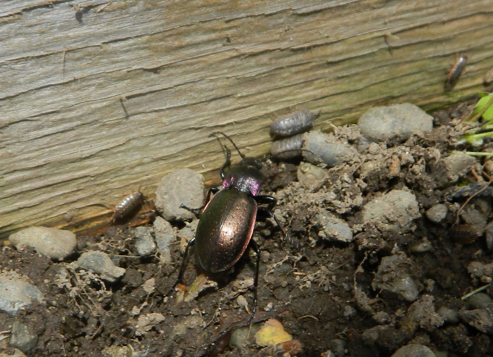 Gardens + Insects: Beautiful Beetle - Answered
