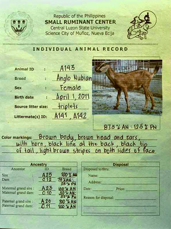 Options to Improve Traditional Goat Breeding: Stock Upgrading