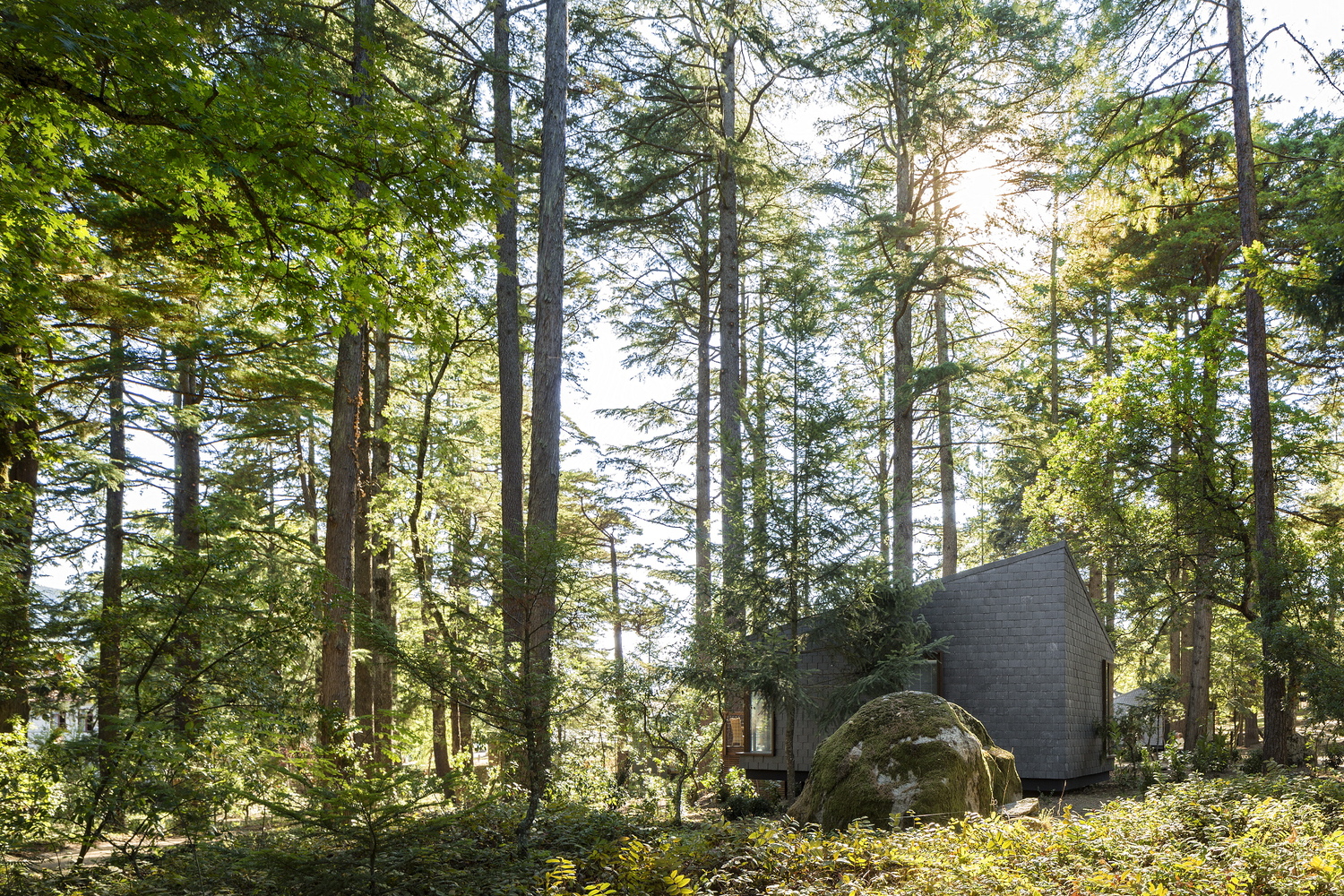 Modular system allows to build houses among trees without cutting them ...