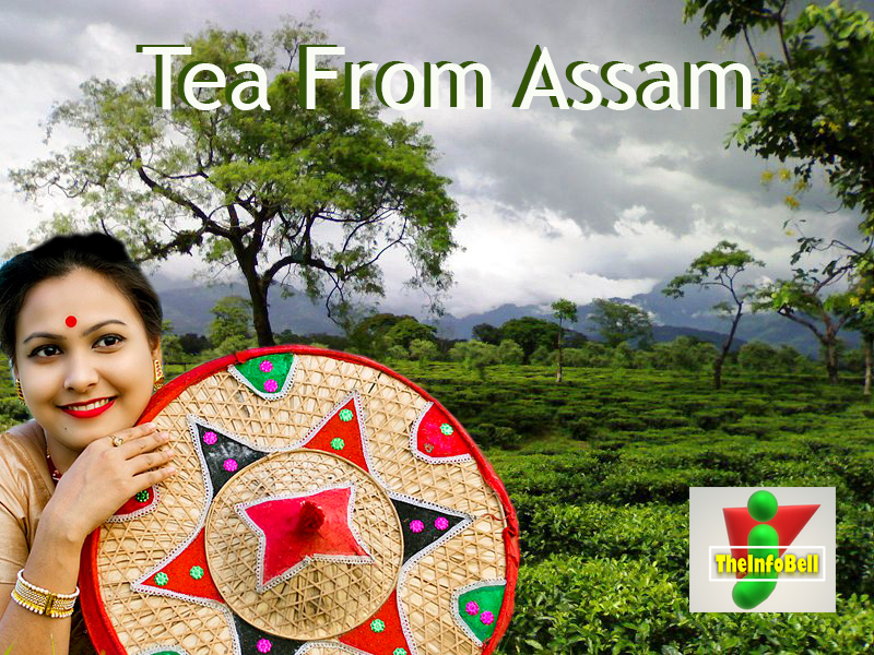Tea From Assam Solution, Questions and Answers - TheInfoBell.Com