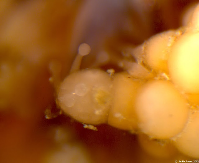 The Natural History of Bodega Head: A first for California