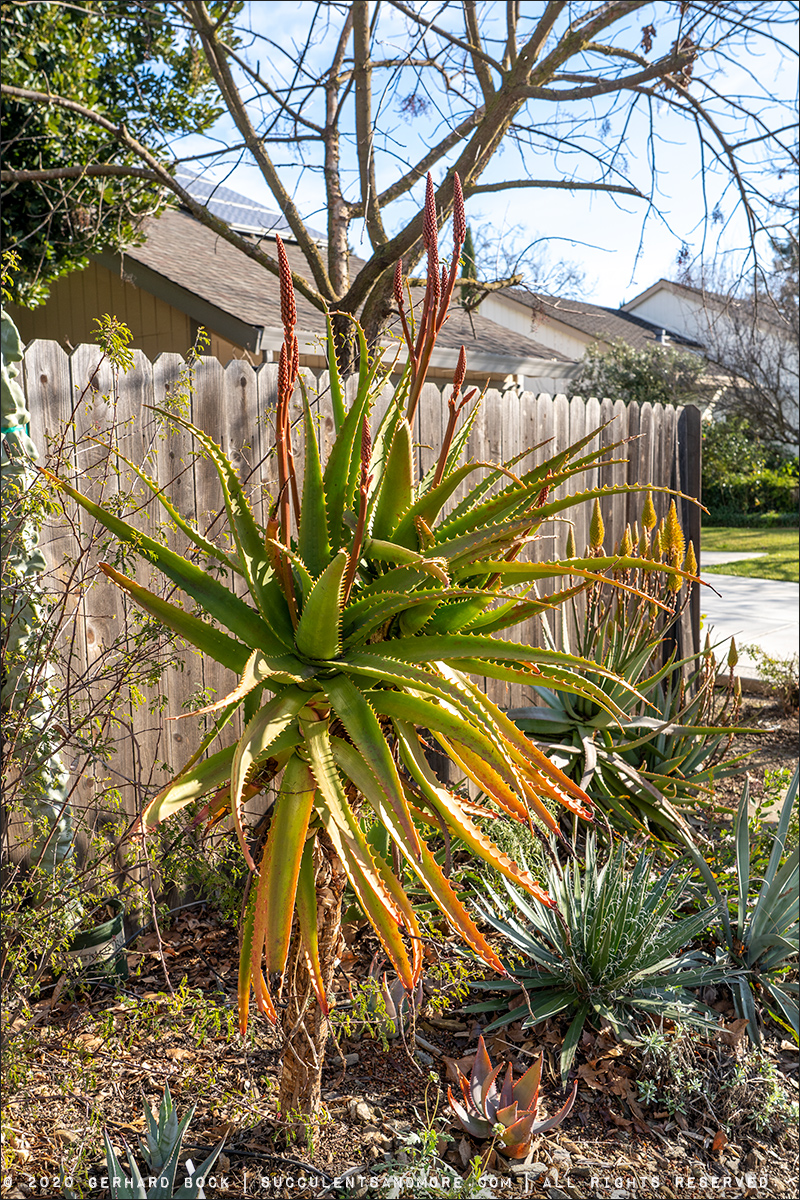 All our aloes want is some ☀️