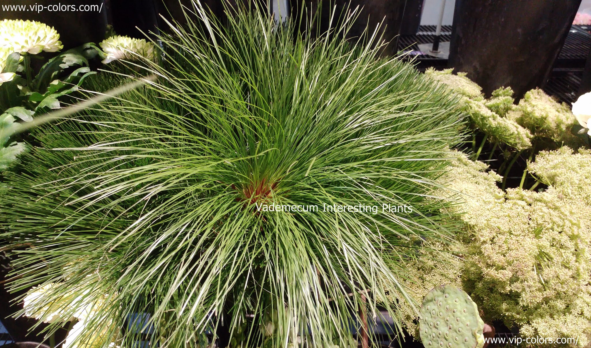 Vademecum Interesting Plants: Cyperus papyrus - Cibora papirusowa ...
