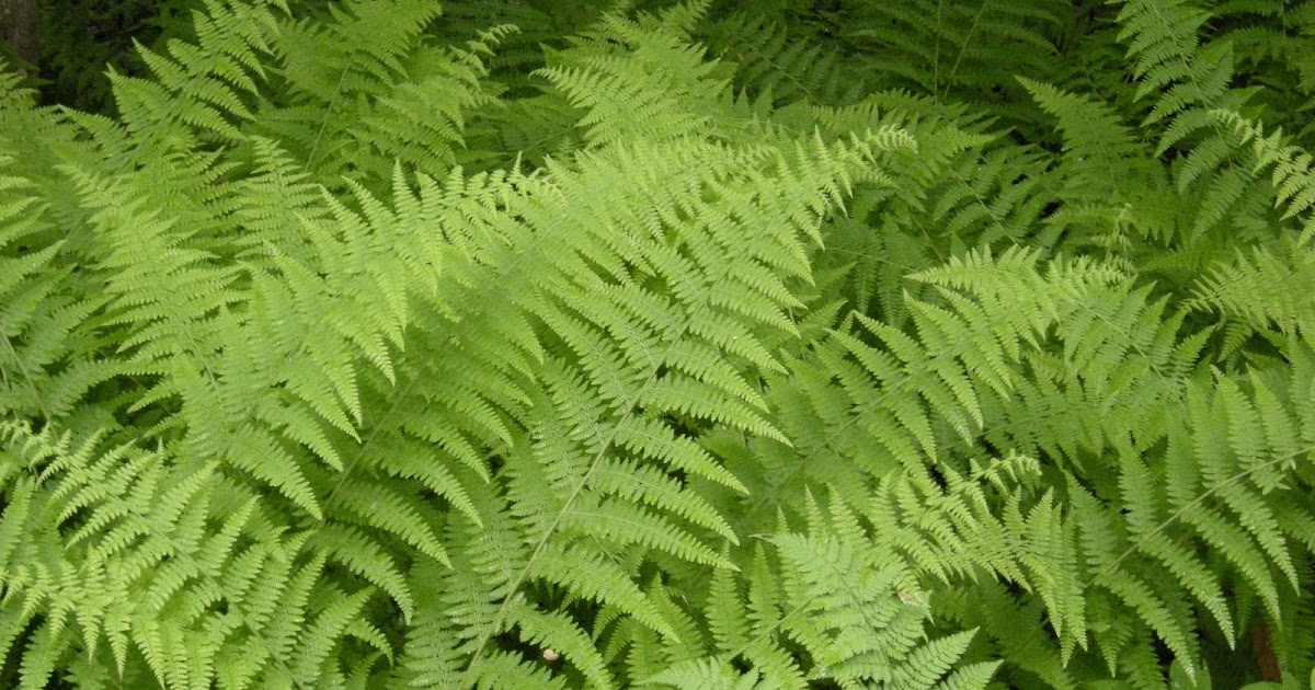 The Mathematical Tourist: Pascal's Fractals