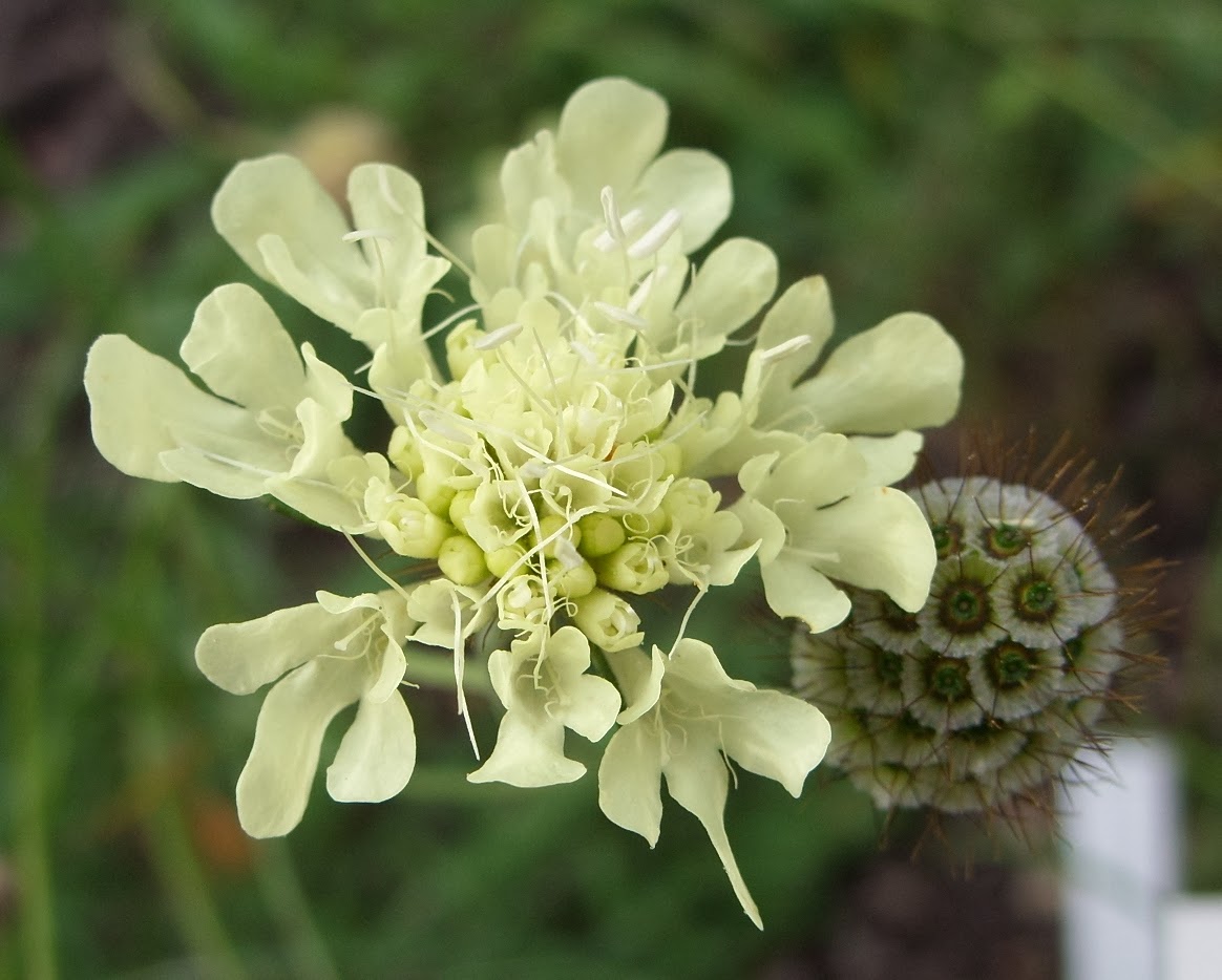 PhyloBotanist: Botany picture #141: Scabiosa ochroleuca