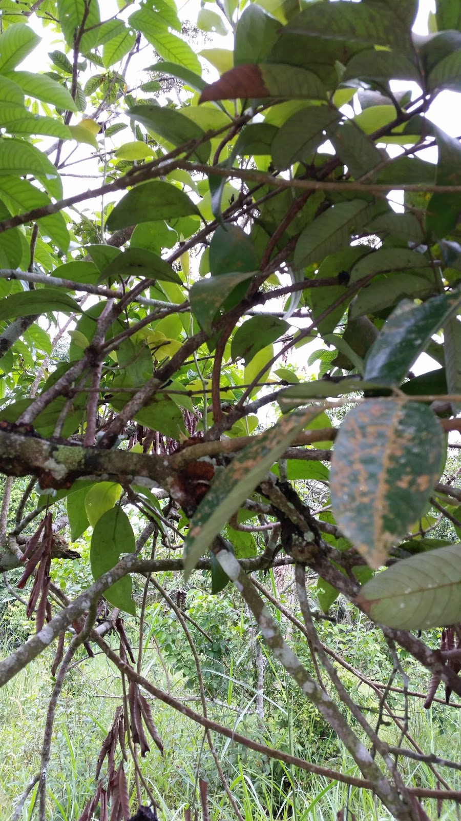 Warisan Petani: Pokok Dedalu