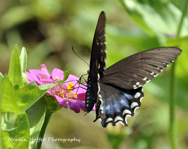 My Carolina Kitchen: Monday with Meakin – a Butterfly & a Bee