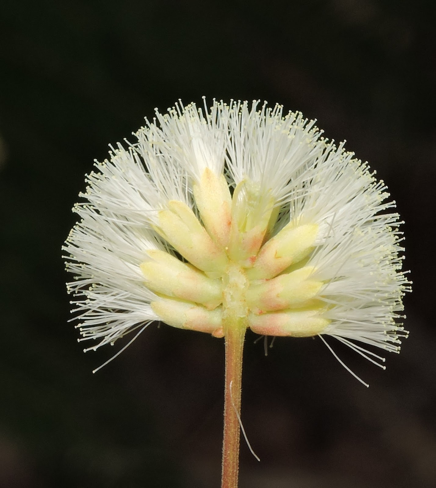 Fabaceae - Leguminosae no Brasil: Fabaceae - Senegalia polyphylla (DC ...