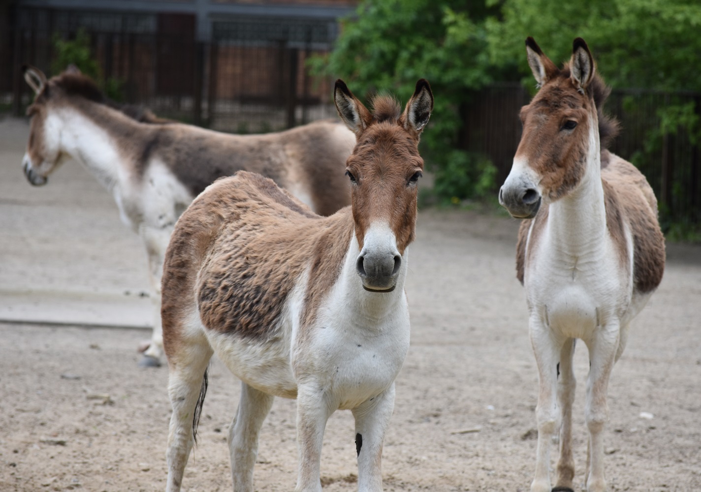 ZOOTOGRAFIANDO (6.100 ANIMALS): KIANG / KIANG (Equus kiang)