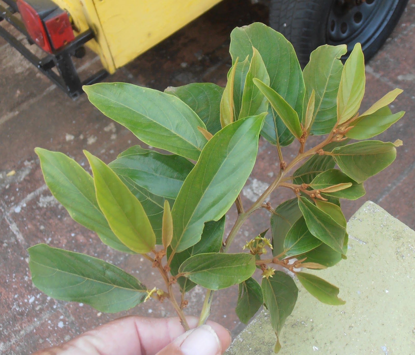 Flora de Puerto Rico Ilustrada: RHAMNACEAE- COLUBRINA ELLIPTICA Maví