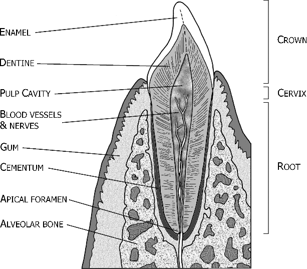 Friends of the Island Fox: How Structures in Teeth Could Provide ...