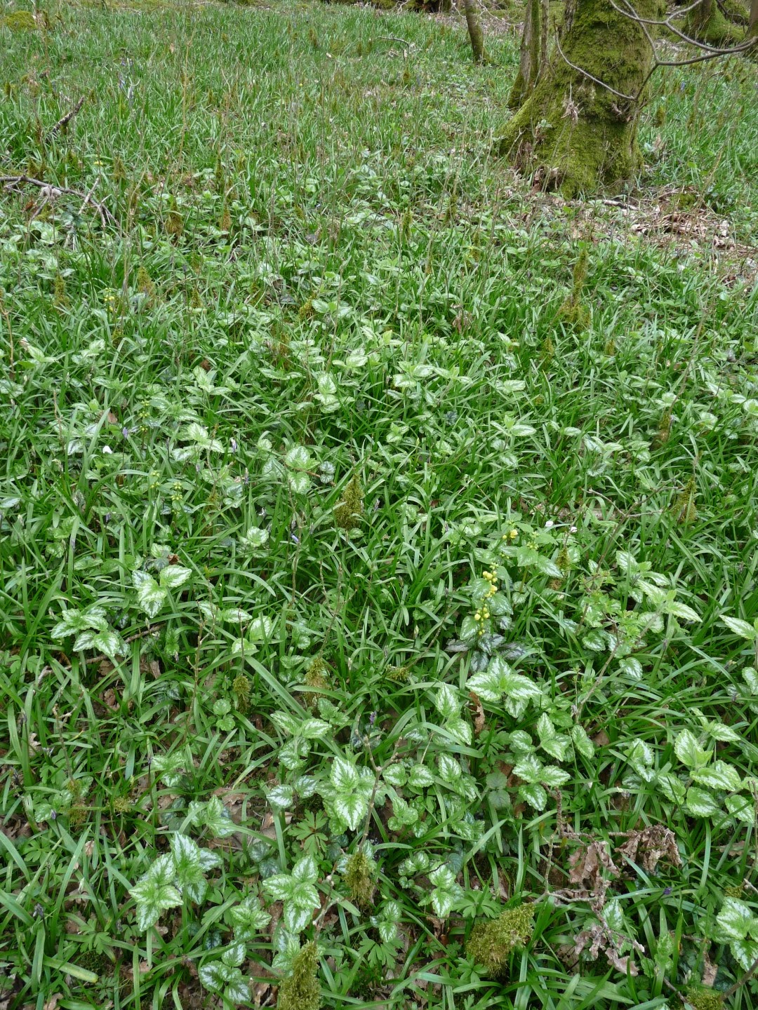 The Flora of Hutton Roof : Lamiastrum galeobdolan - Variegated (Yellow ...